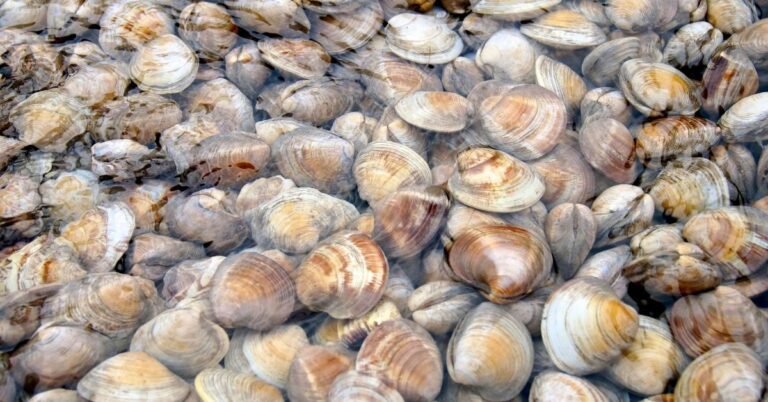 Cleaner Clams care in a reef tank - Reef Keeping World