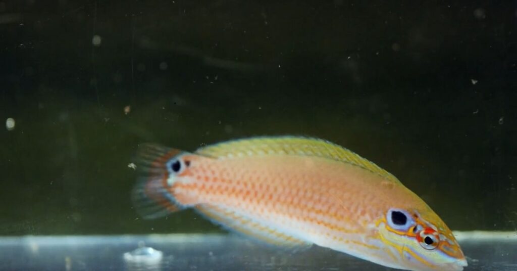 Earmuff Wrasse Care, Diet, and Tank Mates - Reef Keeping World