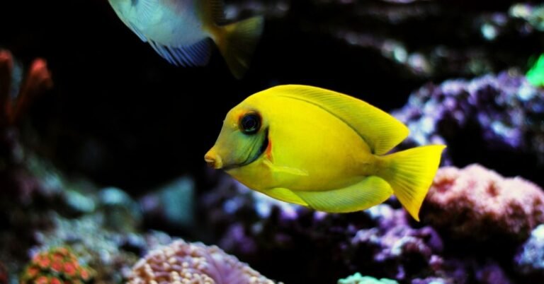 Are Lemon Peel Angelfish Reef Safe? - Reef Keeping World