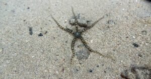 Mini Brittle Starfish Care - Reef Keeping World