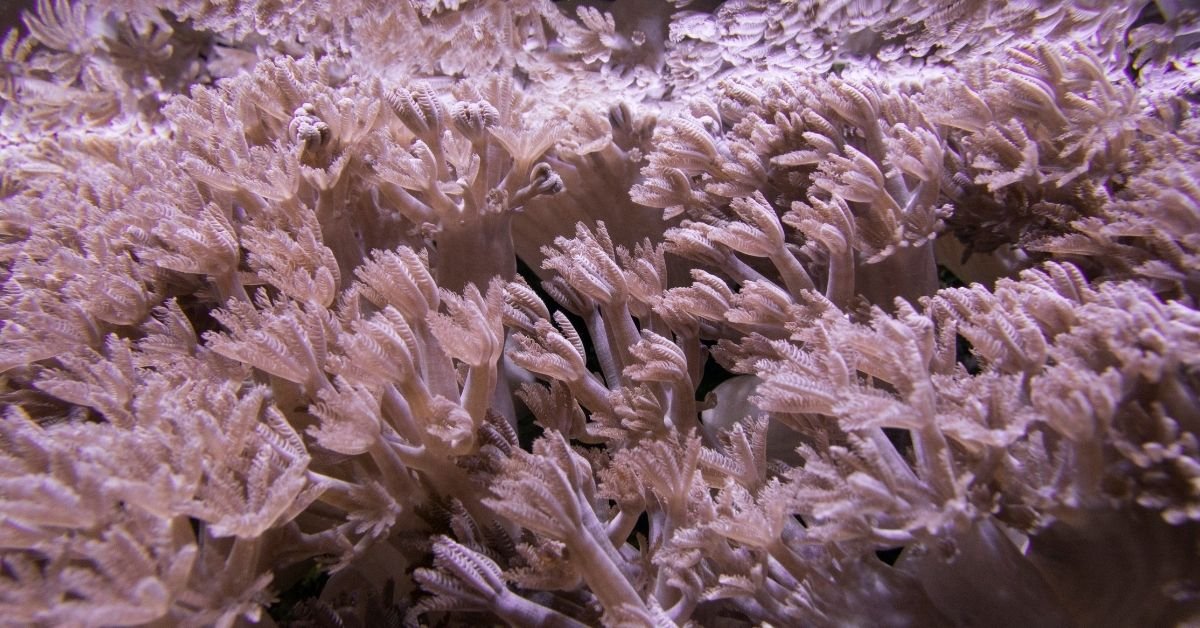 Best Corals for Sandbed, 5 Examples, and How to Place Them