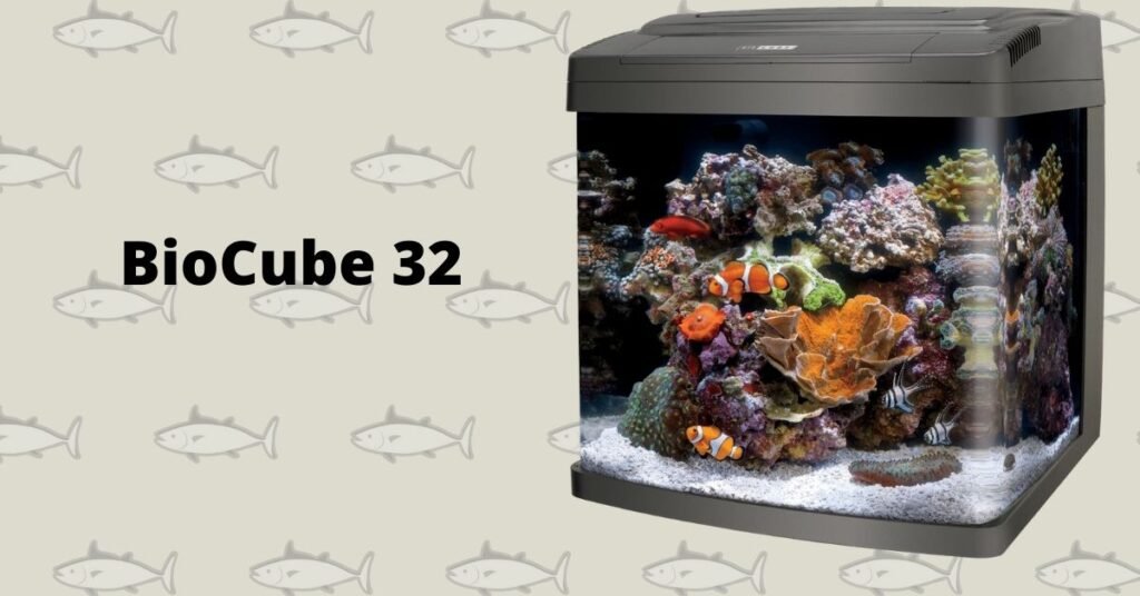 BioCube 32 Stocking List - What Saltwater Fish and Corals You Can Add?
