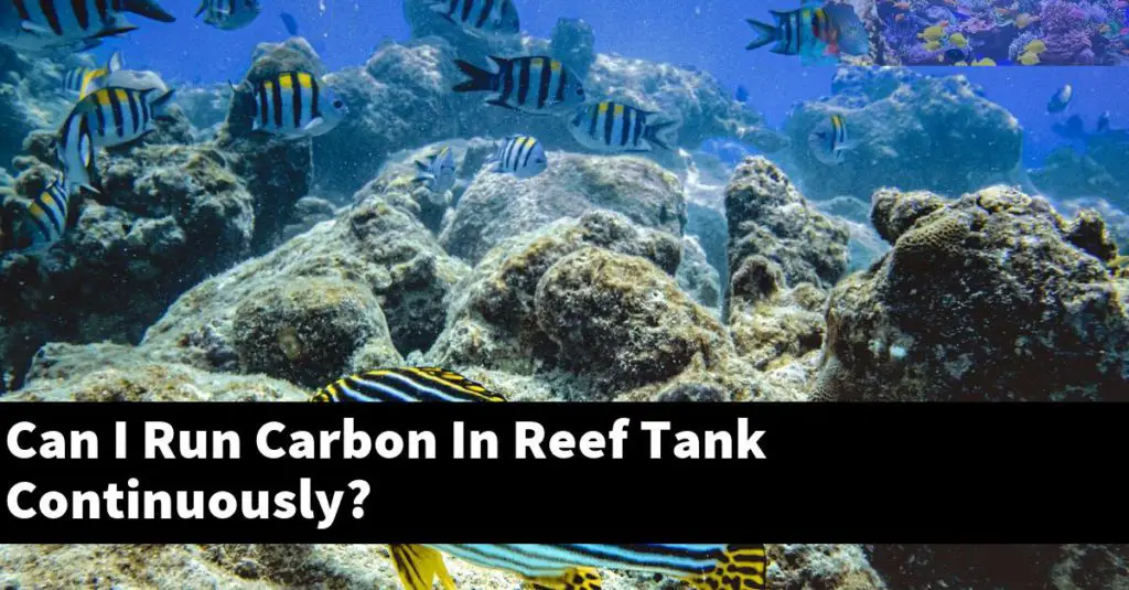 Can I Run Carbon In Reef Tank Continuously Reef Keeping World can-i-run-carbon-in-reef-tank-continuously-reef-keeping-world